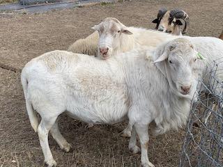 St. Croix Registered Breeding Ram - Nex-Tech Classifieds