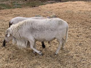 St. Croix Registered Breeding Ram - Nex-Tech Classifieds