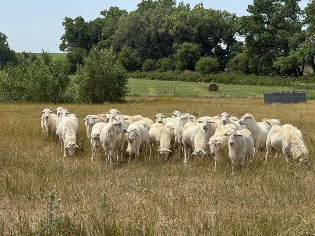 St. Croix Hair-sheep Breeding Rams - Nex-Tech Classifieds