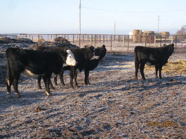 14 BWF, RWF nice weaned heifers - Nex-Tech Classifieds