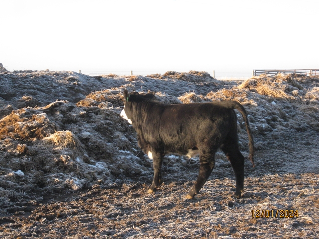 14 BWF, RWF nice weaned heifers - Nex-Tech Classifieds