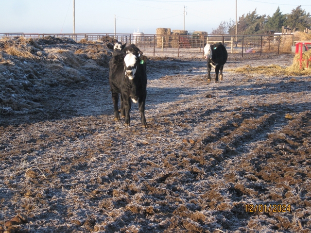 14 BWF, RWF nice weaned heifers - Nex-Tech Classifieds