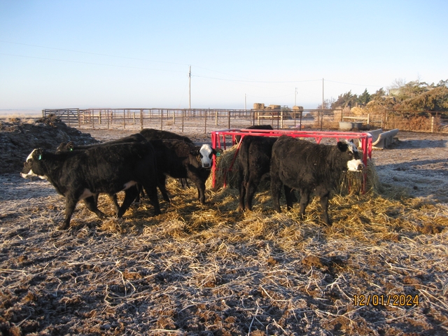 14 BWF, RWF nice weaned heifers - Nex-Tech Classifieds