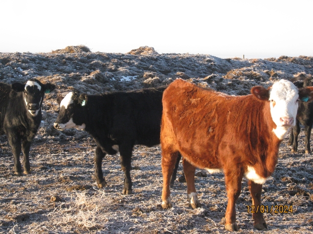 14 BWF, RWF nice weaned heifers - Nex-Tech Classifieds