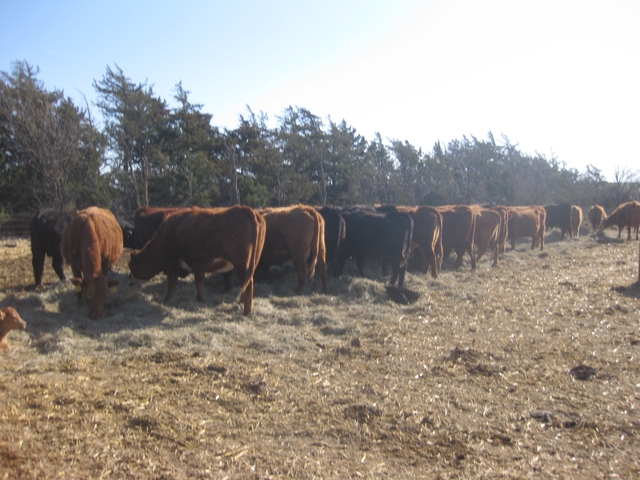 16 fall bred cow, 3-7 yrs., 1 SS - Nex-Tech Classifieds