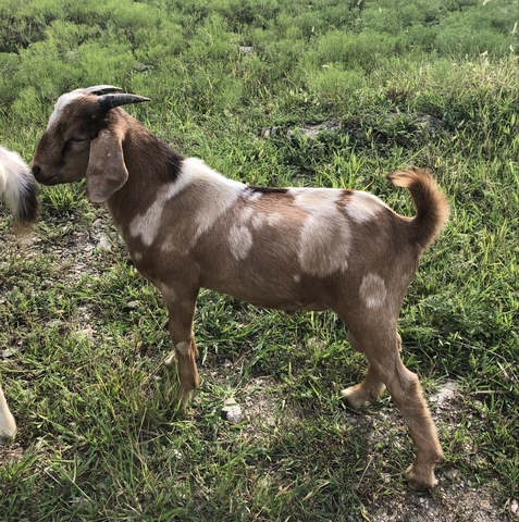 Dapple Boer Cross Bucks - Nex-Tech Classifieds