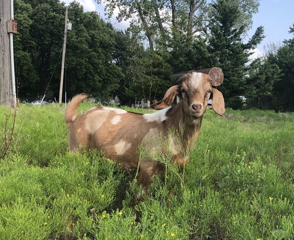 Dapple Boer Cross Bucks - Nex-Tech Classifieds