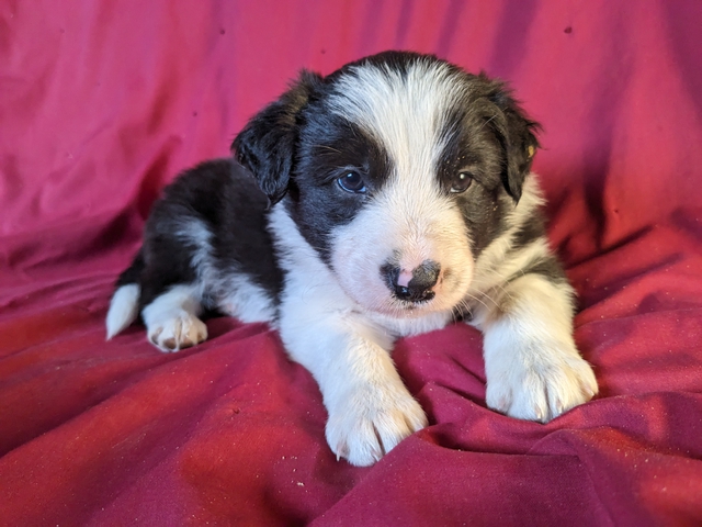 AKC border collies - Nex-Tech Classifieds