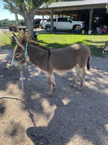 Miniature Jack Donkey - Nex-Tech Classifieds