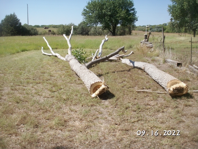 CUT & LIMBED TREES FOR FIREWOOD MAKE OFFER - Nex-Tech Classifieds