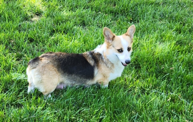 Female corgi - Nex-Tech Classifieds