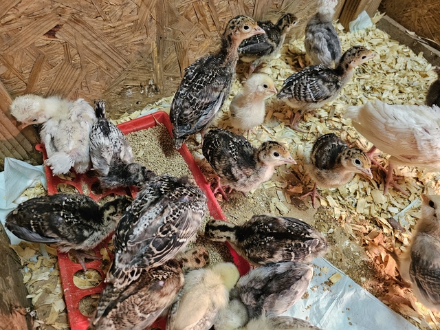 Turkey Poults - Nex-Tech Classifieds