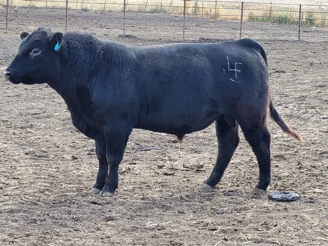 Registered Angus Bull for sale - Nex-Tech Classifieds