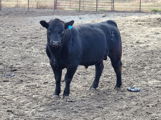Registered Angus Bull for sale - Nex-Tech Classifieds