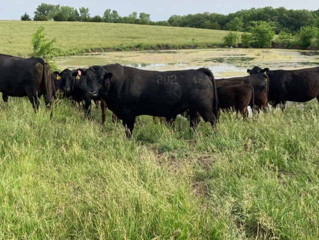 Registered Angus Bull for sale - Nex-Tech Classifieds