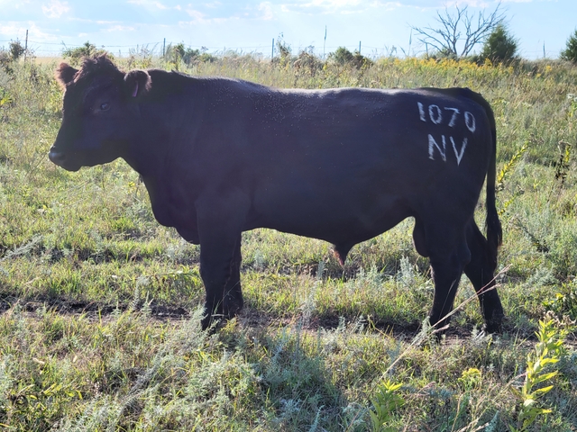 Registered Angus Bull for sale - Nex-Tech Classifieds