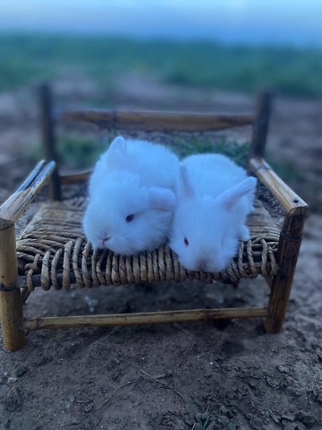 bunny setup - Nex-Tech Classifieds