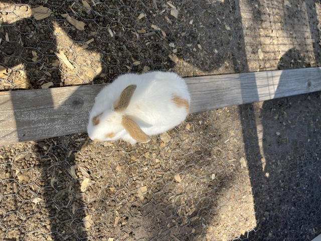 10 week old Rabbits - Nex-Tech Classifieds