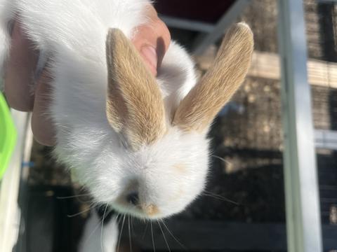 10 week old Rabbits - Nex-Tech Classifieds