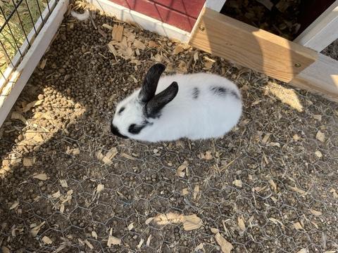 10 week old Rabbits - Nex-Tech Classifieds