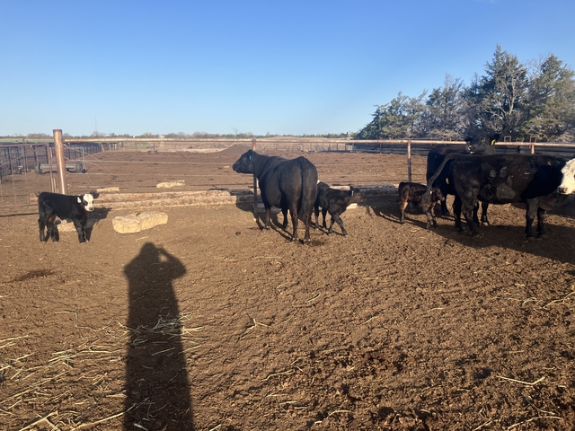 Cow pairs - Nex-Tech Classifieds