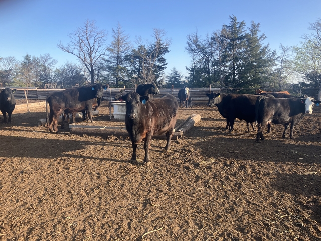 Cow pairs - Nex-Tech Classifieds