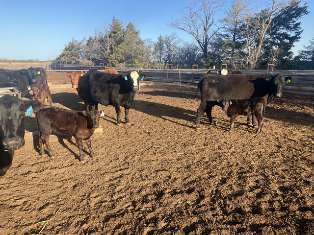 Cow pairs - Nex-Tech Classifieds