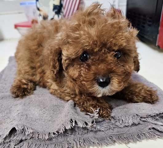 Little red poodle girl - Nex-Tech Classifieds