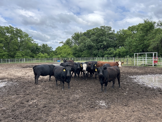 Fall bred cows - Nex-Tech Classifieds