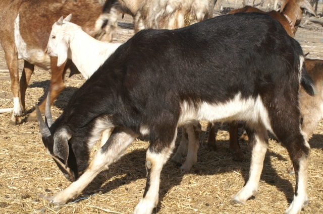 4 Boer Spanish cross wethers - Nex-Tech Classifieds