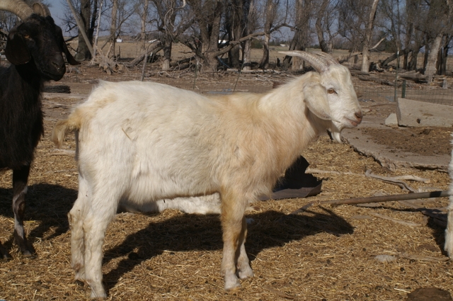 4 Boer Spanish cross wethers - Nex-Tech Classifieds