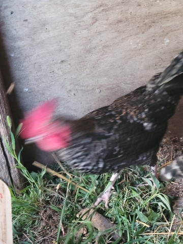 4 month old Roosters - Nex-Tech Classifieds