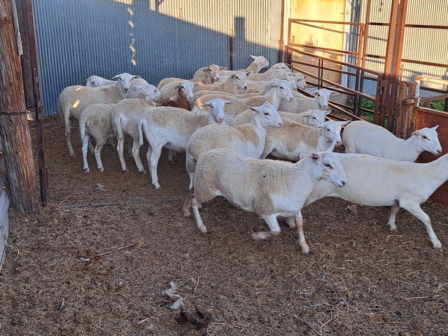 Romanov cross ewe lambs - Nex-Tech Classifieds