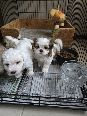 Shih tzus puppies - Nex-Tech Classifieds