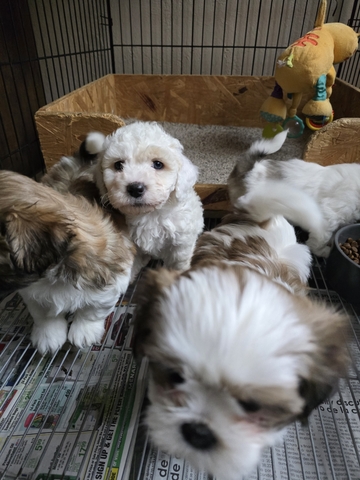 Shih tzus puppies - Nex-Tech Classifieds