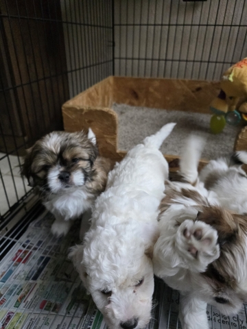 Shih tzus puppies - Nex-Tech Classifieds