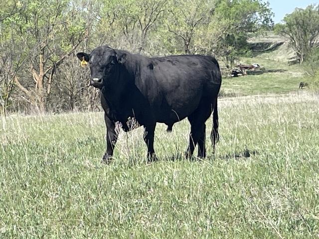 Bull - Nex-Tech Classifieds