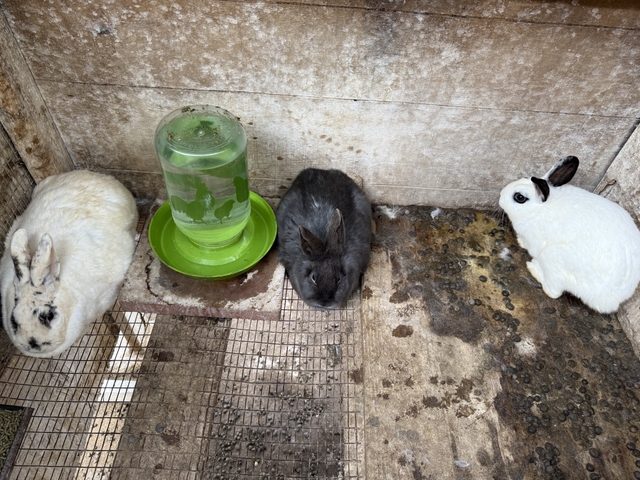 Rabbits - Nex-Tech Classifieds