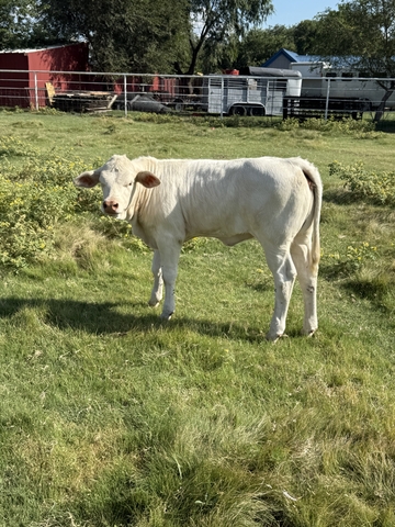 Cattle - Nex-Tech Classifieds
