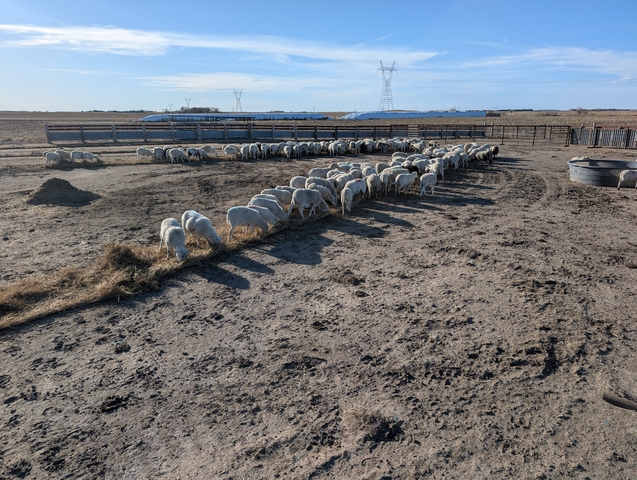 200 Easycare (Composite IV) Bred Ewes - Nex-Tech Classifieds