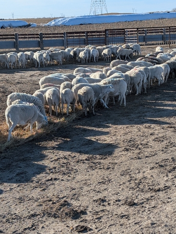 200 Easycare (Composite IV) Bred Ewes - Nex-Tech Classifieds