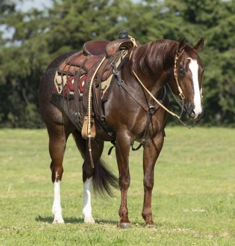 Quarter Horse Sorrel Rabicano Gelding 15 Hands Arrow - Nex-Tech Classifieds