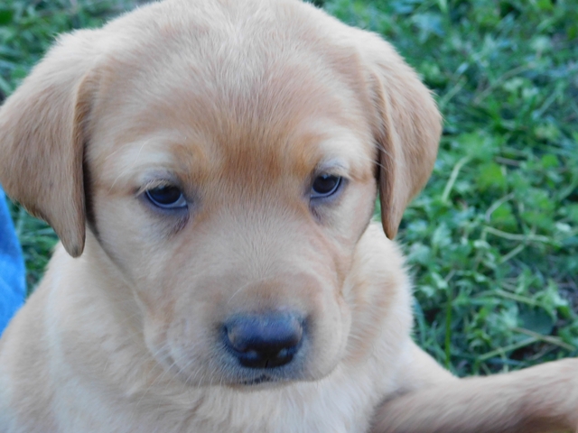 AKC Yellow/ Fox Red Labrador Retrievers - Nex-Tech Classifieds