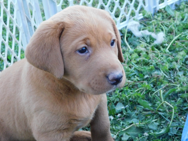 AKC Yellow/ Fox Red Labrador Retrievers - Nex-Tech Classifieds