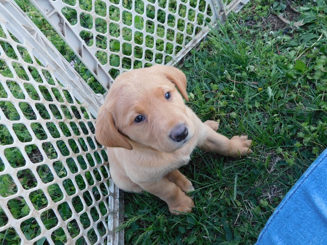 AKC Yellow/ Fox Red Labrador Retrievers - Nex-Tech Classifieds