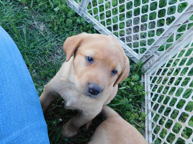 AKC Yellow/ Fox Red Labrador Retrievers - Nex-Tech Classifieds