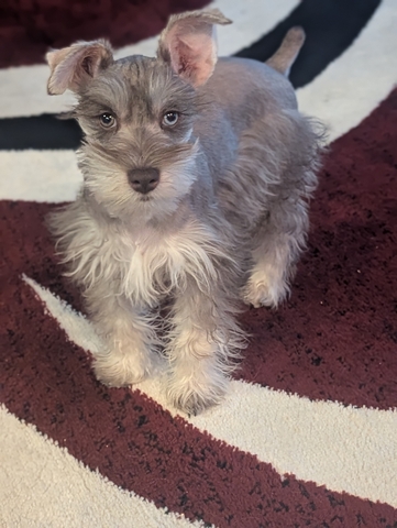 Male Miniature Schnauzer - Nex-Tech Classifieds