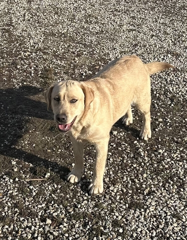 AKC Yellow Lab - Nex-Tech Classifieds