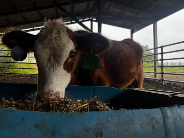 Bucket Calf - Nex-Tech Classifieds