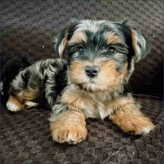 Male Yorkie Puppy - Nex-Tech Classifieds